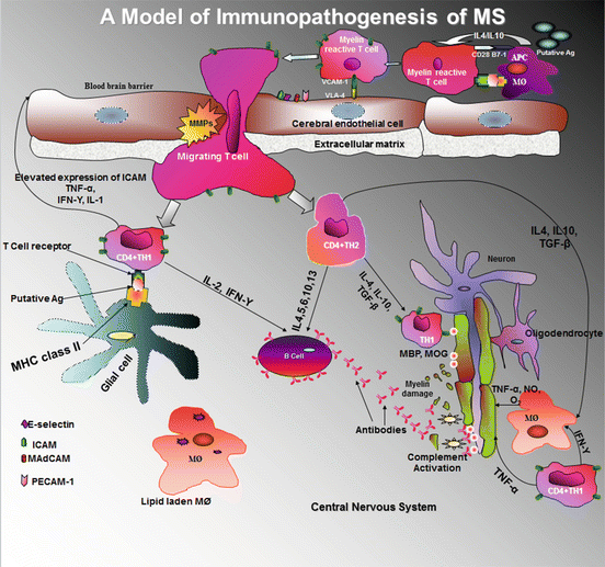 Multiple Sclerosis: Clinical Features, Immunopathogenesis, and Treatment | SpringerLink