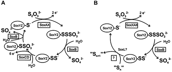 Sulfur Metabolism in Phototrophic Bacteria | SpringerLink