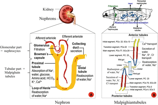 Drosophila Malpighian Tubules: A Model for Understanding Kidney ...