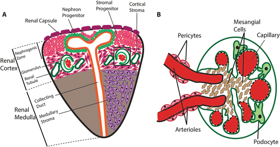 Origin and Function of the Renal Stroma in Health and Disease ...