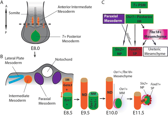 Origin and Function of the Renal Stroma in Health and Disease ...