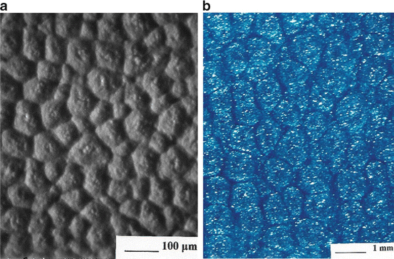 Craters and Other Coatings Defects: Mechanisms and Analysis | SpringerLink