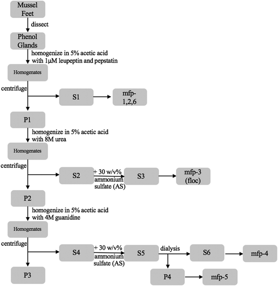 Comparison of Natural Extraction and Recombinant Mussel Adhesive ...