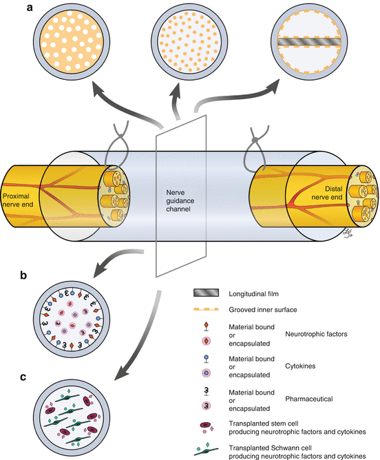 Peripheral Nerve Tissue Engineering: An Outlook on Experimental ...