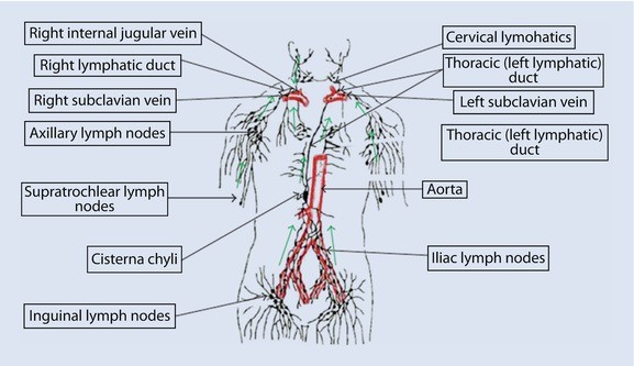 Pathophysiology and Medical Management of Chylous Disorders | SpringerLink