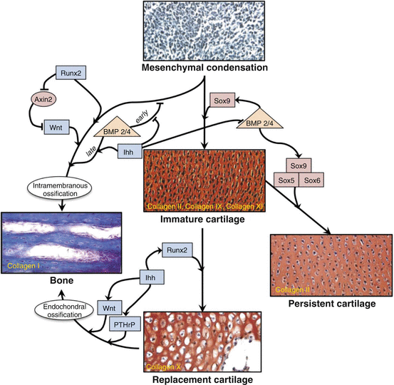 Distraction Osteogenesis: Biologic and Biomechanical Principles ...