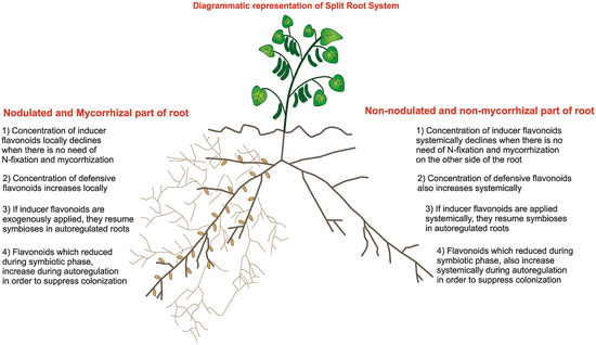 Plant Flavonoids: Key Players in Signaling, Establishment, and ...