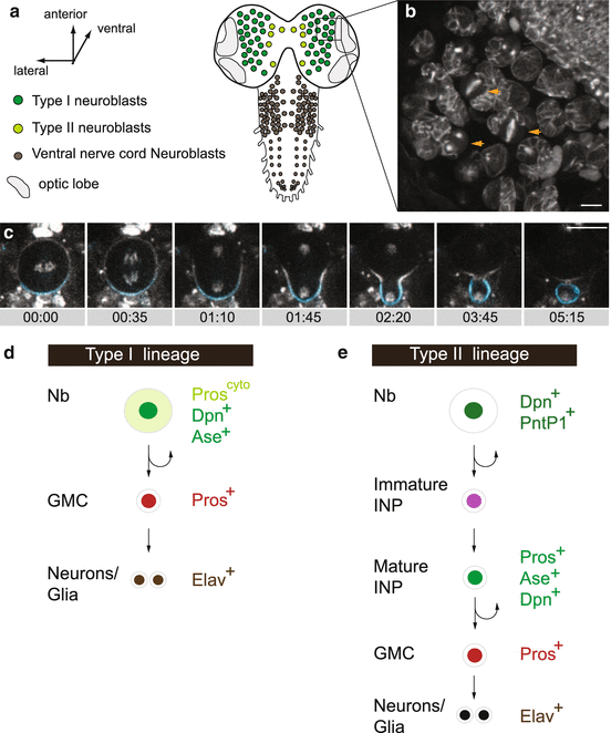 Drosophila melanogaster Neuroblasts: A Model for Asymmetric Stem Cell ...