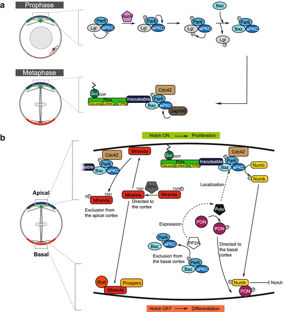 Drosophila melanogaster Neuroblasts: A Model for Asymmetric Stem Cell ...