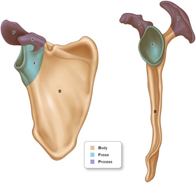 Scapula Fractures | SpringerLink