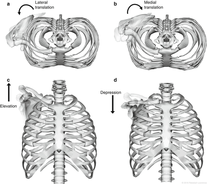Mechanics of the Scapula in Shoulder Function and Dysfunction ...