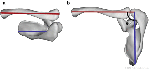 Mechanics of the Scapula in Shoulder Function and Dysfunction ...