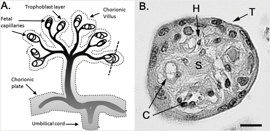 Hofbauer Cells: Placental Macrophages of Fetal Origin | SpringerLink