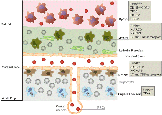 F4/80 as a Major Macrophage Marker: The Case of the Peritoneum and ...