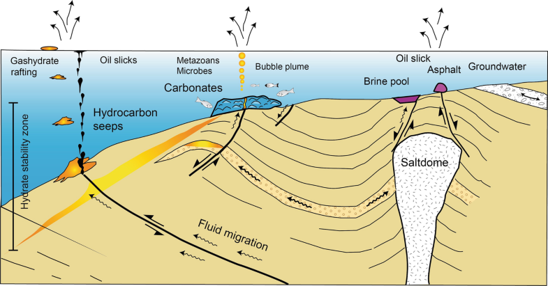 Marine Cold Seeps: Background and Recent Advances | SpringerLink