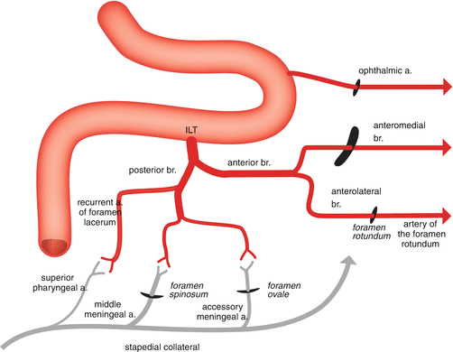 Embryology of the Cranial Circulation | SpringerLink