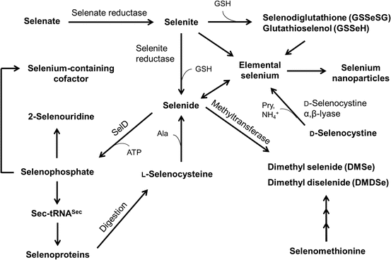 Bacteria Versus Selenium: A View from the Inside Out | SpringerLink