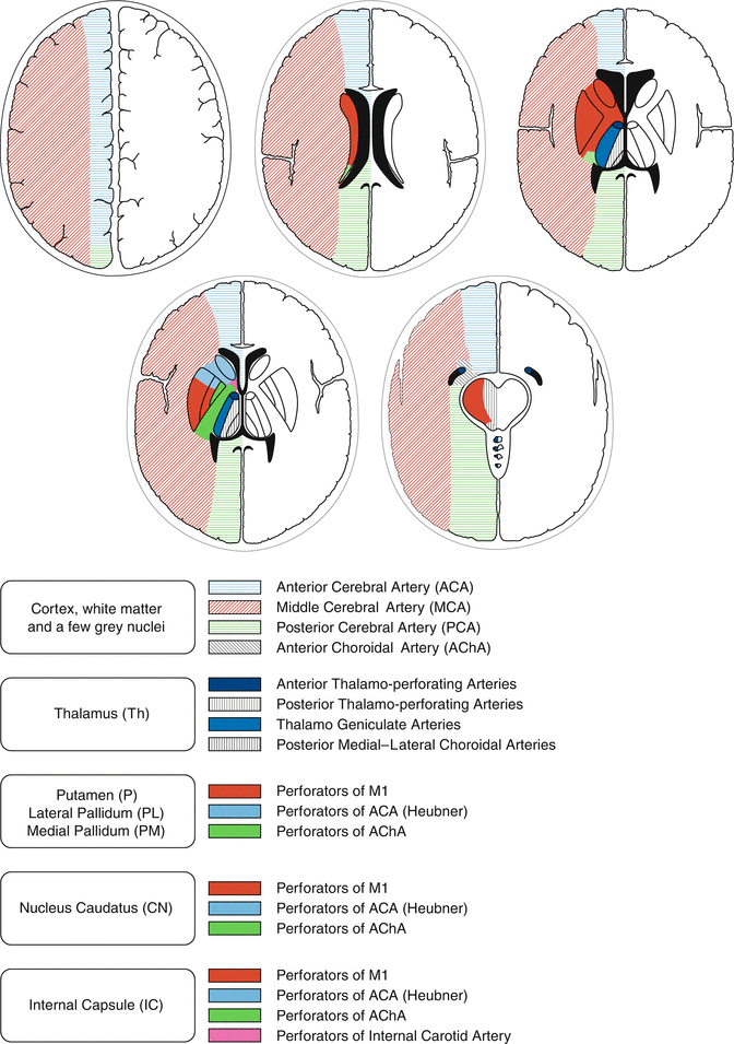 Vascular Territories | SpringerLink
