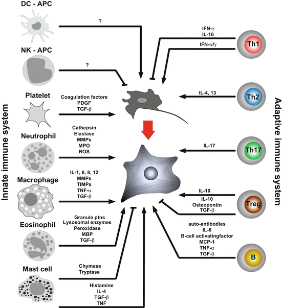 Properties and Immune Function of Cardiac Fibroblasts | SpringerLink