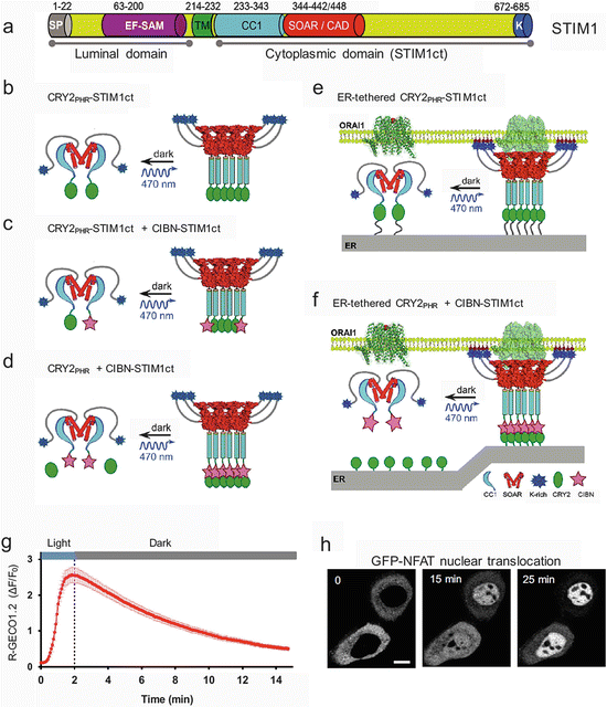 The STIM-Orai Pathway: Light-Operated Ca2+ Entry Through Engineered ...