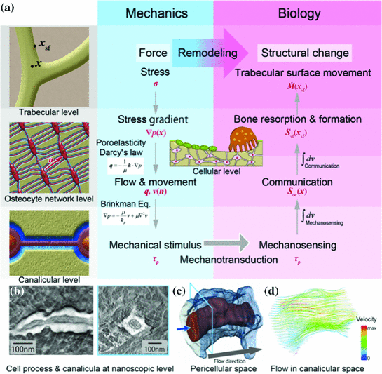Computational Biomechanics of Bone Adaptation by Remodeling | SpringerLink