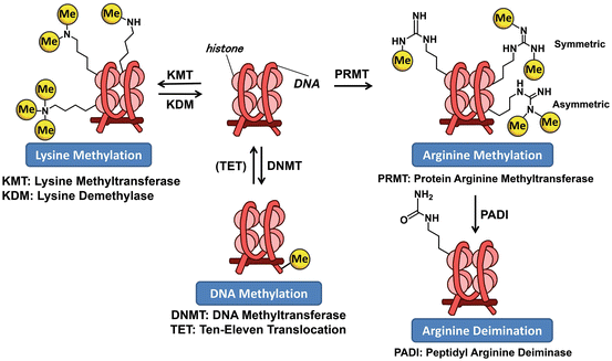 DNA and Histone Modifications in Cancer Therapy | SpringerLink