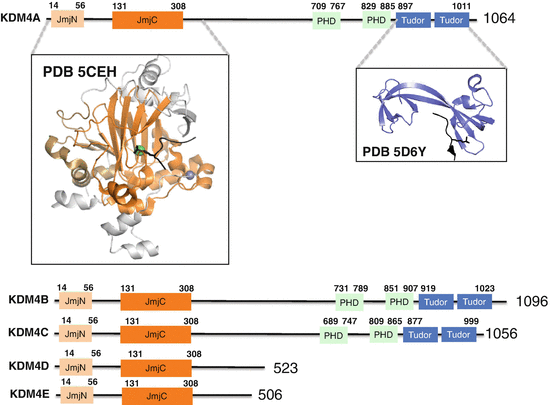 The Molecular Basis of Histone Demethylation | SpringerLink