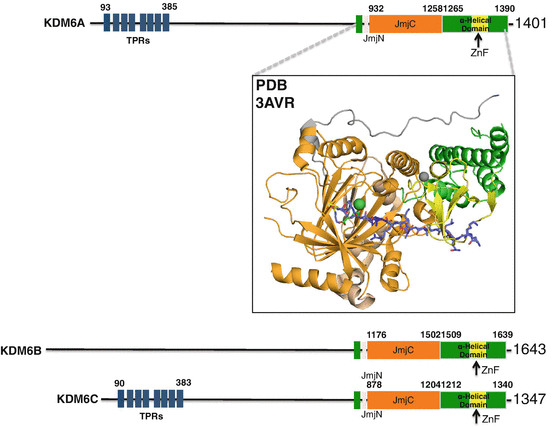 The Molecular Basis of Histone Demethylation | SpringerLink