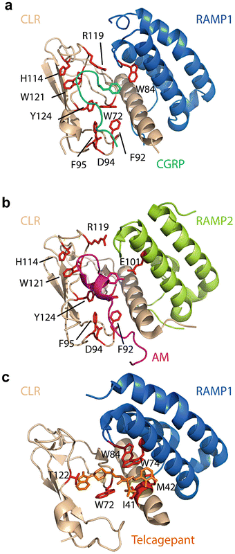 Class B GPCR: Receptors and RAMPs | SpringerLink