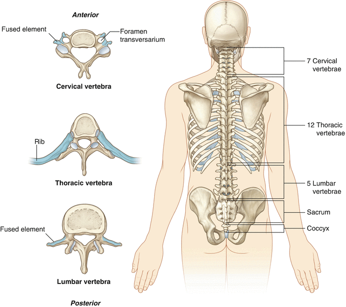 Percutaneous Adhesiolysis | SpringerLink