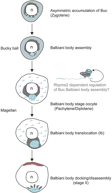 Acquisition of Oocyte Polarity | SpringerLink