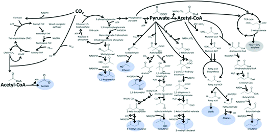 Biological Conversion of CO2 | SpringerLink