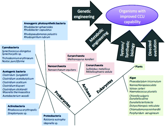 Biological Conversion of CO2 | SpringerLink