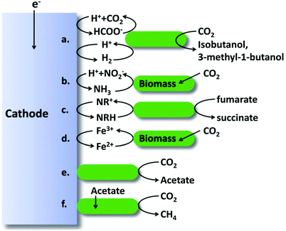 Biological Conversion of CO2 | SpringerLink