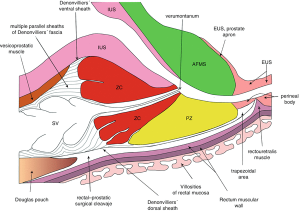 Anatomy of the Prostate | SpringerLink
