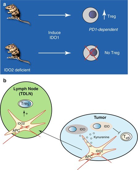 IDO/TDO Inhibition in Cancer | SpringerLink