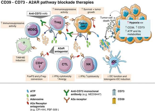 Strategies to Reduce Intratumoral Regulatory T Cells | SpringerLink
