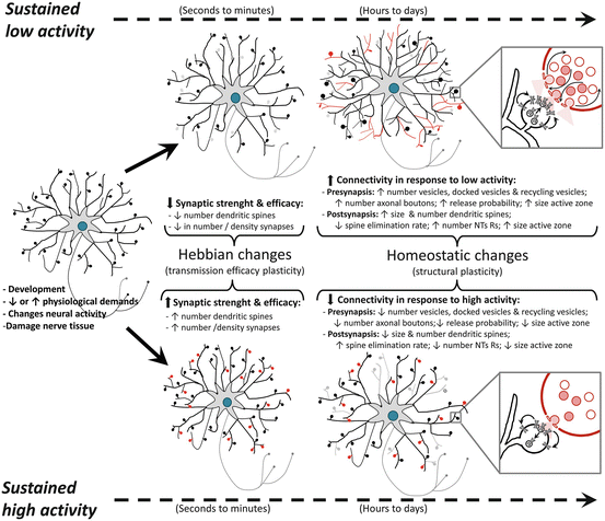 What Is Neural Plasticity? | SpringerLink