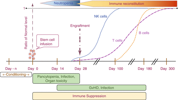Immune Reconstitution After Hematopoietic Stem Cell Transplantation | SpringerLink