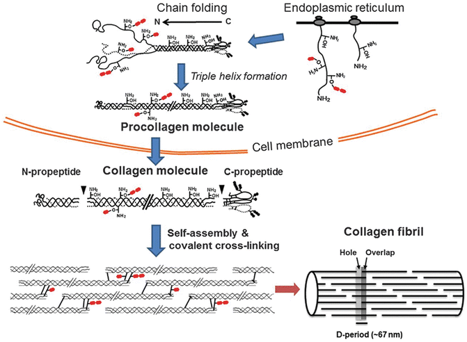 Amino Acids and Proteins | SpringerLink