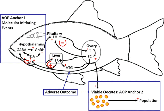 Using a Vitellogenesis Model to Link in vitro Neurochemical Effects of ...