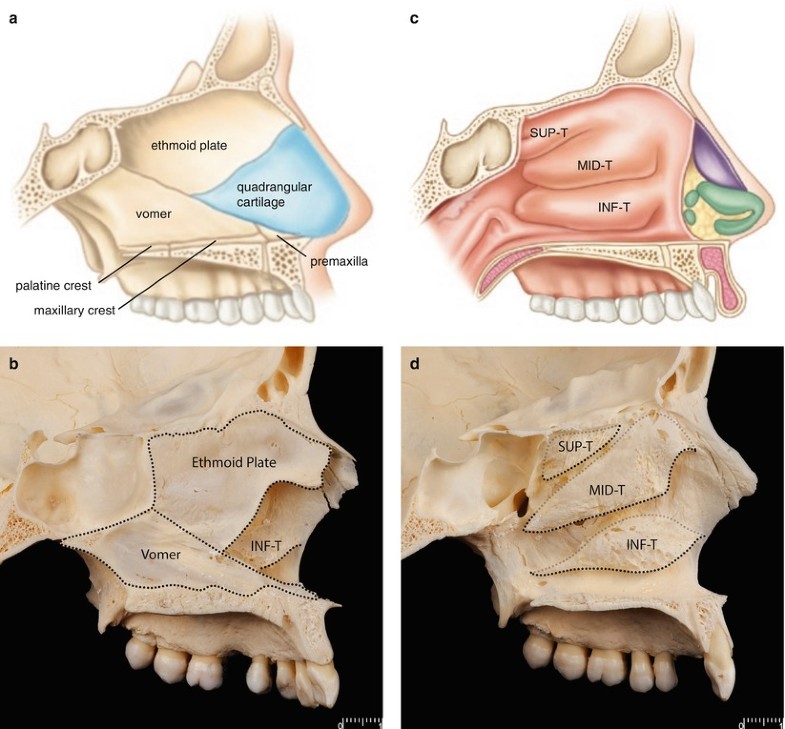 Septum, Turbinates, Valves | SpringerLink