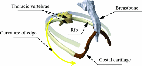Experimental Evaluation of Artificial Human Ribs | SpringerLink