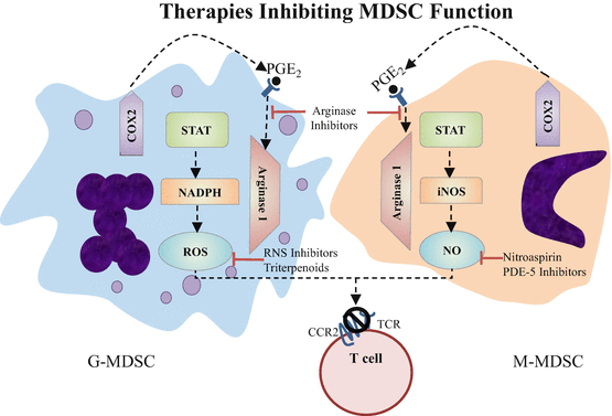 Targeting Myeloid-Derived Suppressor Cells in Cancer | SpringerLink