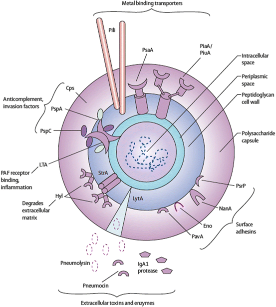Streptococcus spp. | SpringerLink