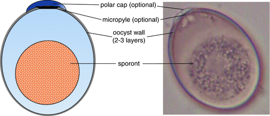 Eimeria | SpringerLink