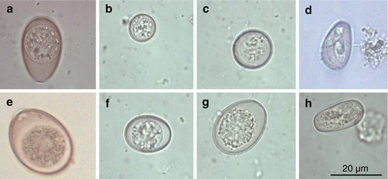 Eimeria | SpringerLink