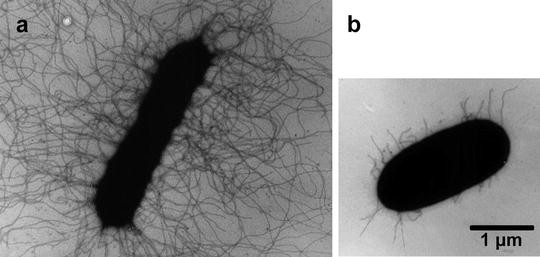 Filamentous Phage: Structure and Biology | SpringerLink