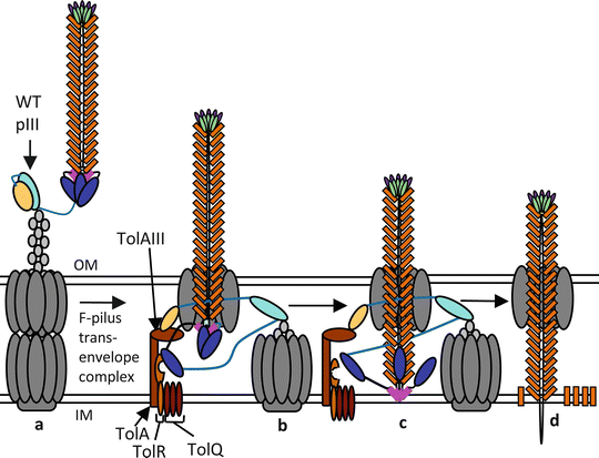 Filamentous Phage: Structure and Biology | SpringerLink