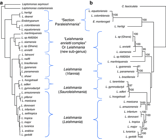 Leishmania Taxonomy | SpringerLink